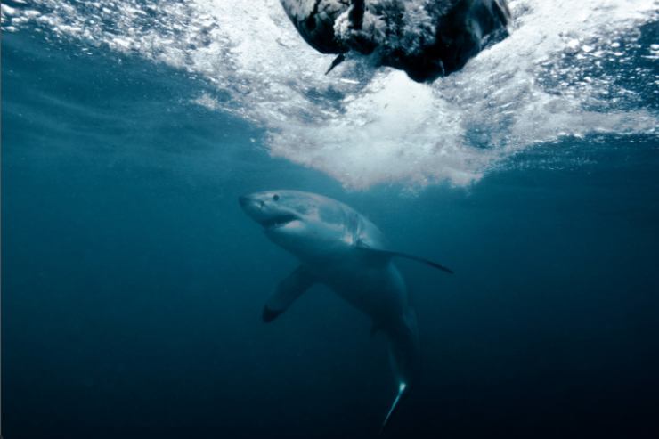 La vacanza si trasforma in un film horror: turista mangiata da uno squalo